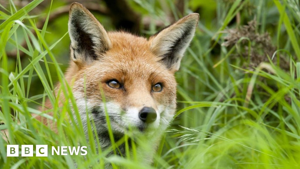 Woman charged following Scottish Borders fox hunt - BBC News