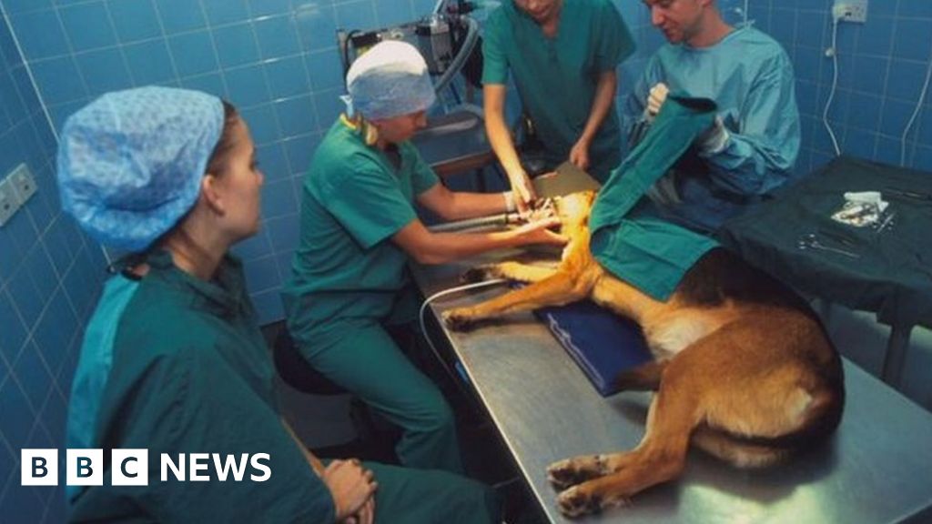 Step forward for Wales' first vet school in Aberystwyth - BBC News