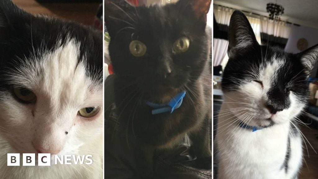 Appeals for information after cat attacks in Ayrshire and Fife - BBC News
