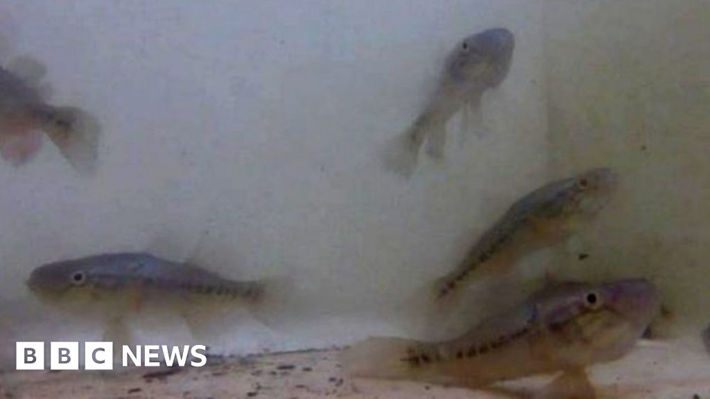 Zika: Can fish help stop the spread of the virus? - BBC News