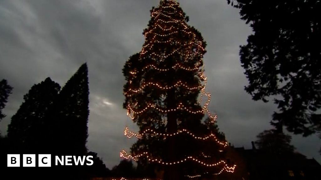 Wakehurst Christmas tree decorated ahead of lantern festival - BBC News