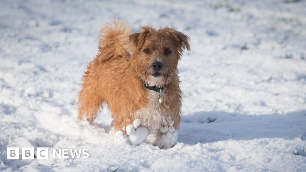 In pictures: Snow hits UK - BBC News
