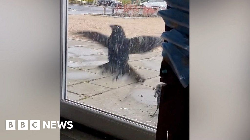 Birds filmed holding Norfolk business owner 'hostage' - BBC News