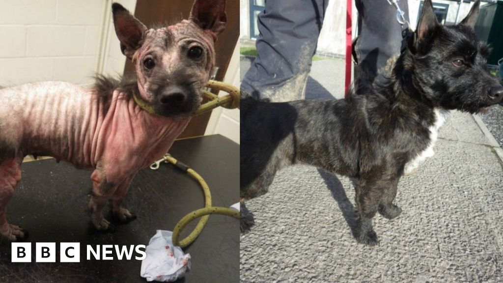 Couple banned after RSPCA find dog in 'shocking state' - BBC News