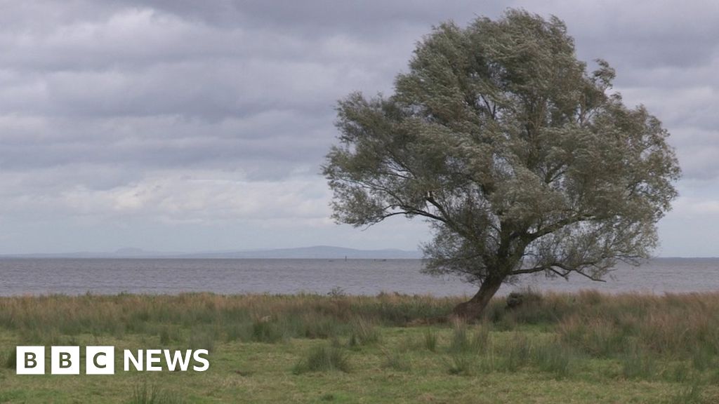 Lough Neagh scheme launched to improve habitat for protected birds ...