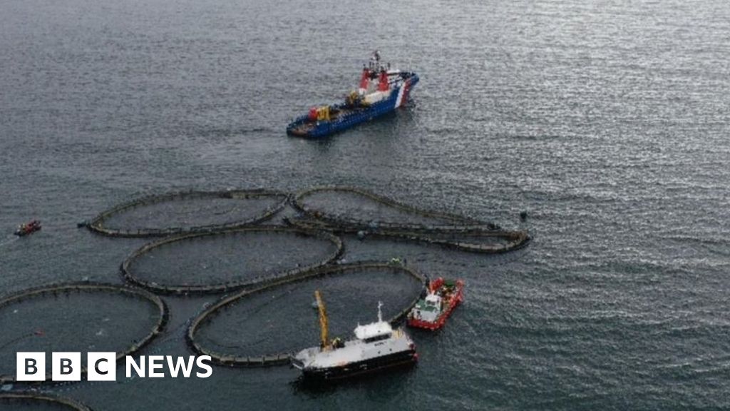 Nearly 50,000 salmon escaped from storm-damaged fish farm - BBC News