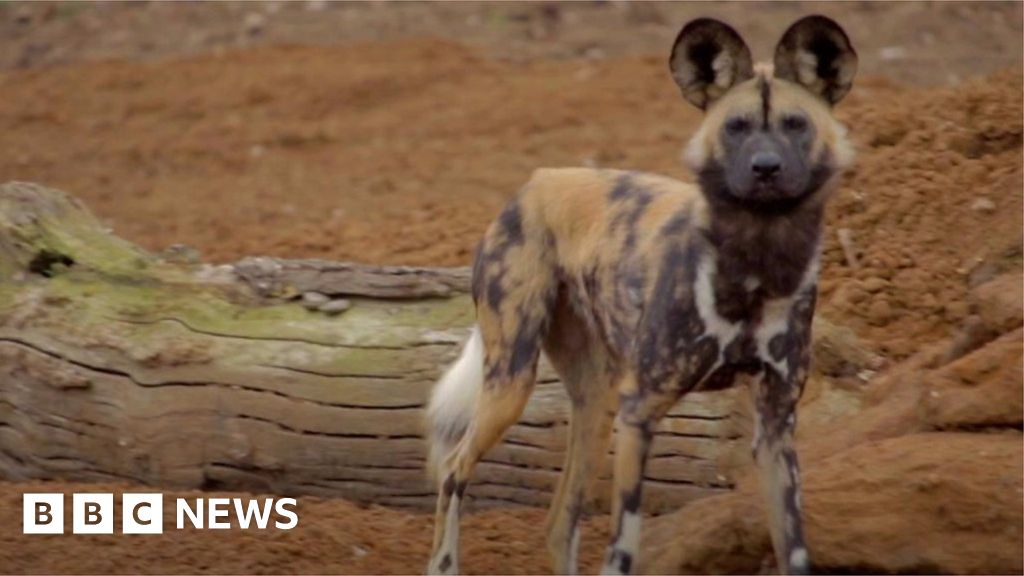 Five African hunting dogs introduced to new Bedfordshire home - BBC News