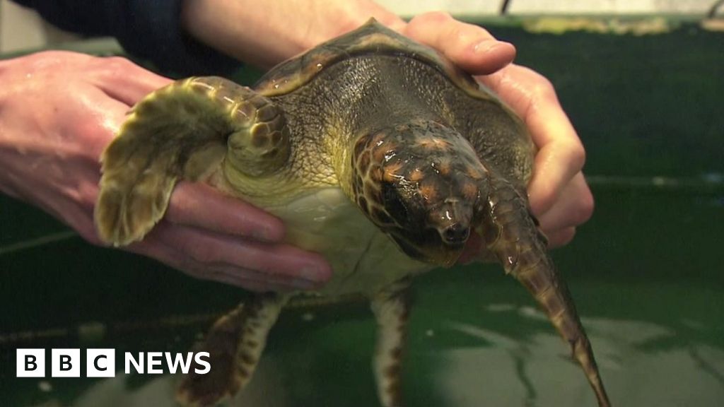 Cornwall loggerhead turtle: Stranded Tallulah defies death fear - BBC News
