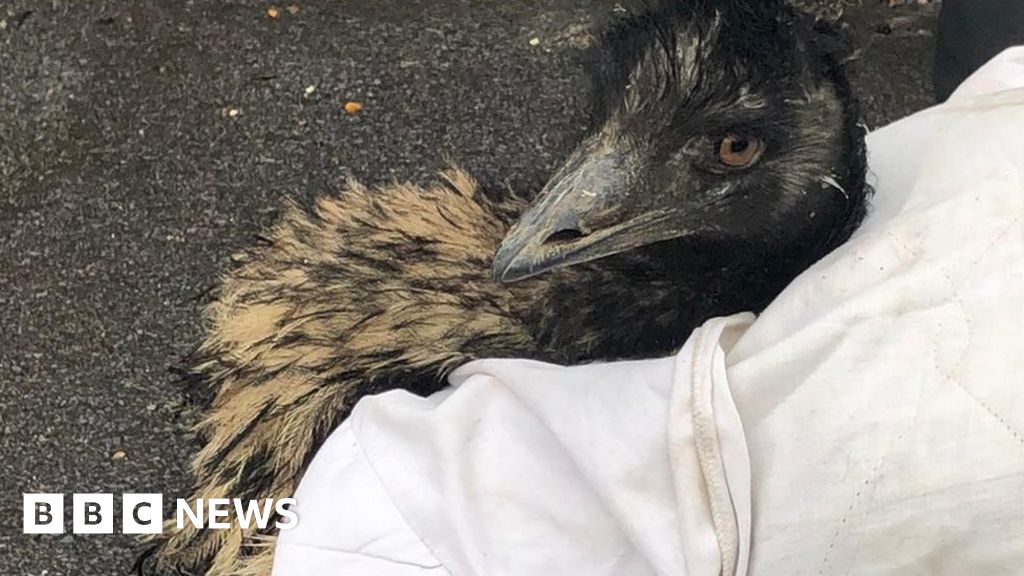 Runaway emu rescued from busy A32 in Hampshire