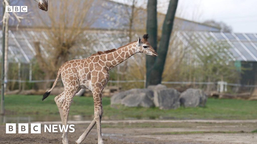 Chester Zoo: Rare giraffe calf in first outing - BBC News