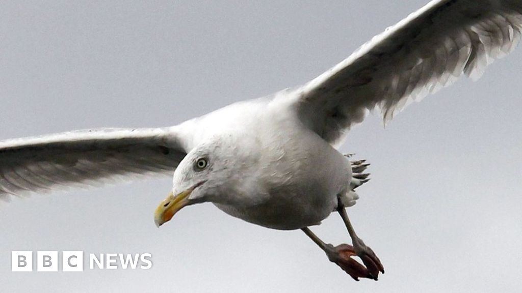 Chip-stealing seagull and 'big fox' calls prompt 999 warning - BBC News