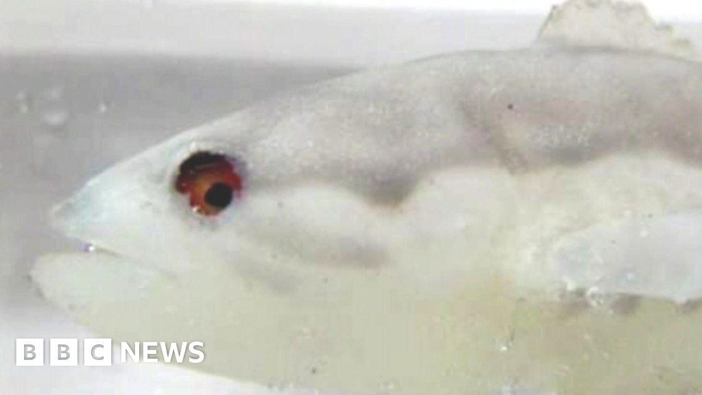 Robotic fish to scare invasive species and other news