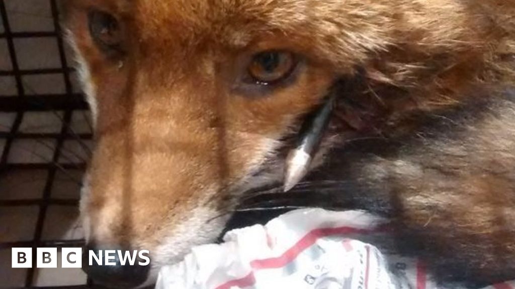 Fox shot in face with crossbow in Bromley - BBC News