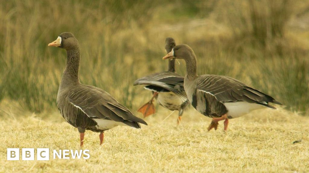 White-fronted geese shooting law criticised by RSPB Cymru - BBC News