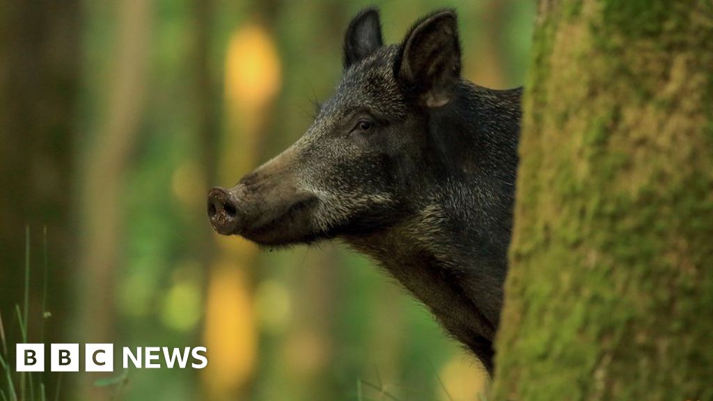 Forest of Dean: 'Tamed' wild boars seek food in villages - BBC News
