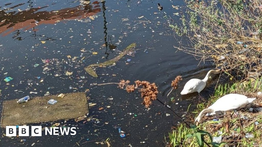 Plastic pollution: Swans build nests of rubbish in Cardiff - BBC News