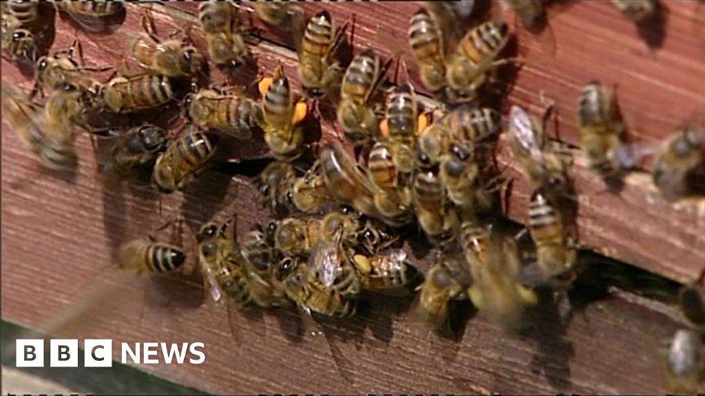 Honey bees rely on flower patterns, University of Exeter study finds ...