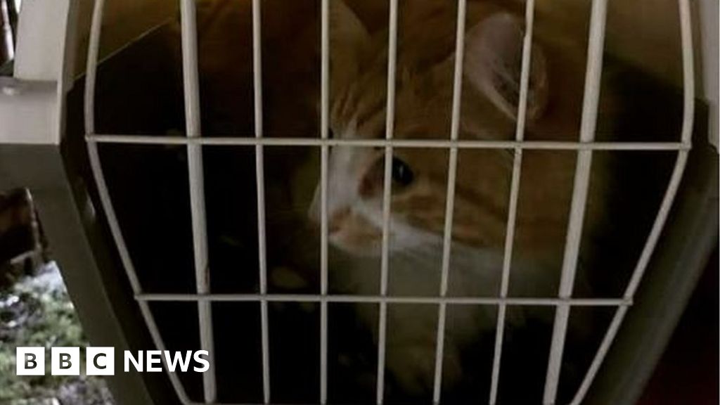Cat's three day shipping container ordeal - BBC News