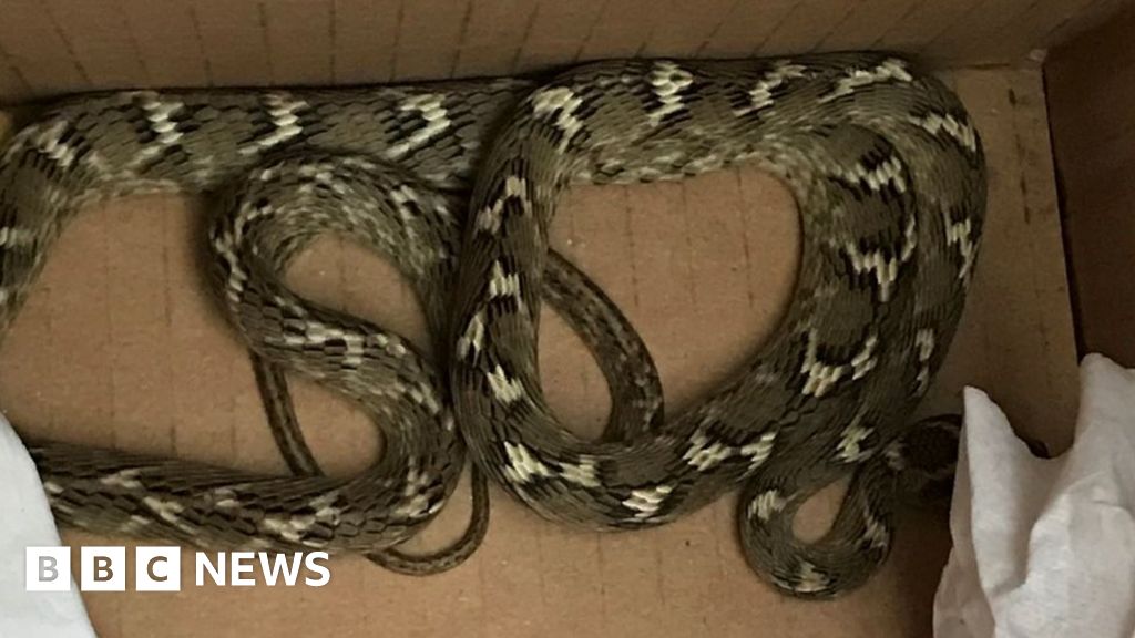 Stowaway snake found in Purfleet lorry from India - BBC News