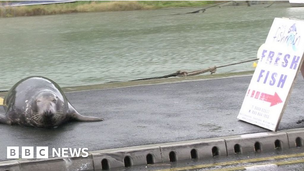 Sammy the seal: County Wicklow chip shop gets seal of approval - BBC News