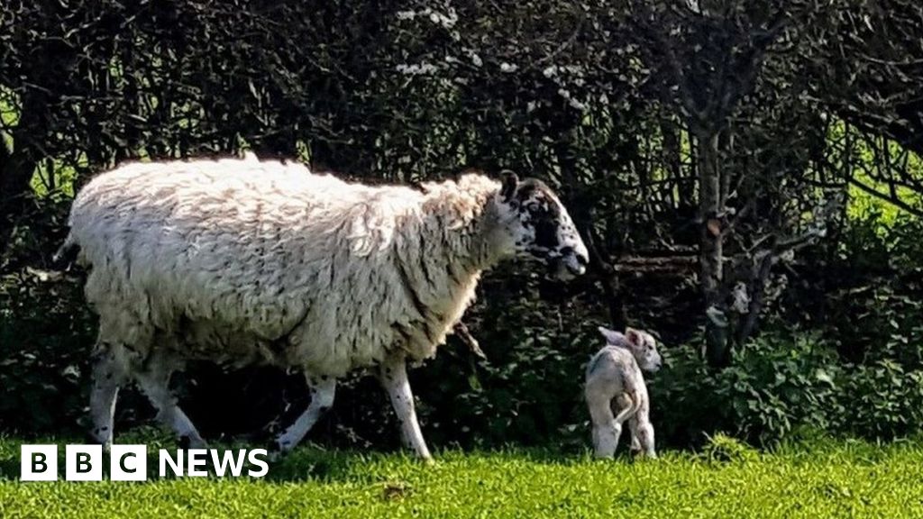 Flock of sheep worth thousands of pounds stolen in Aberdeenshire - BBC News