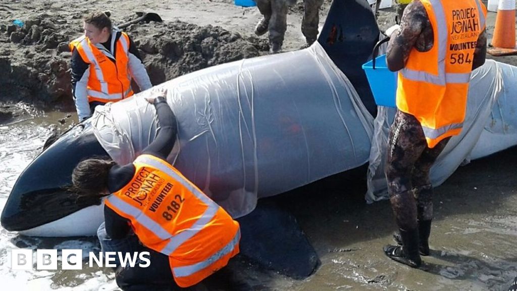 Stranded orca refloated in New Zealand - BBC News