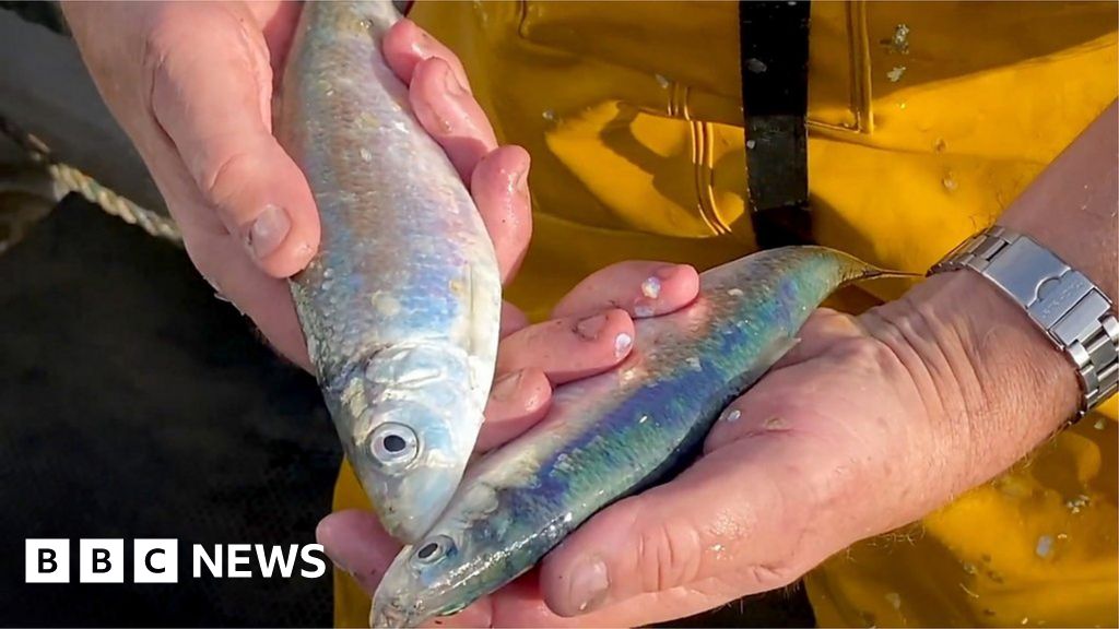 Lowestoft fishing industry: 'Herring is the most under-valued seafood'
