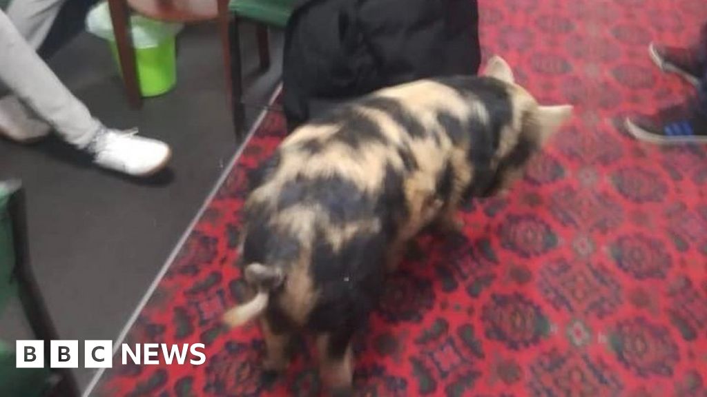 Pig in Easington Colliery Club coaxed out with crisps