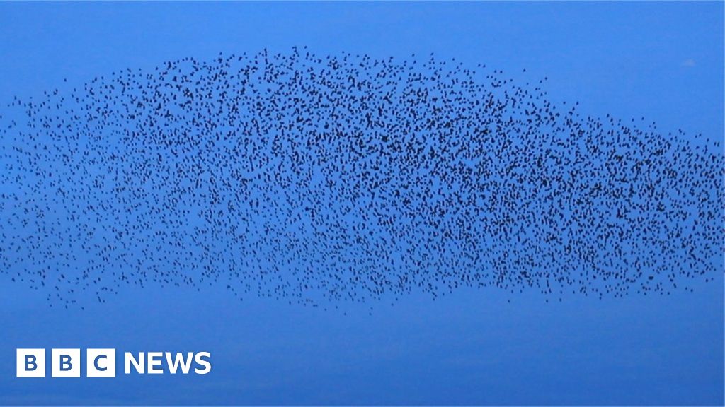 Murmurations above supermarket 'wow' shoppers