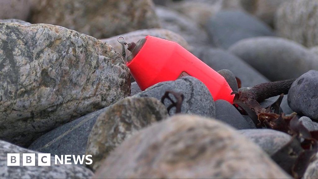 Tracking European eels in the English Channel - BBC News
