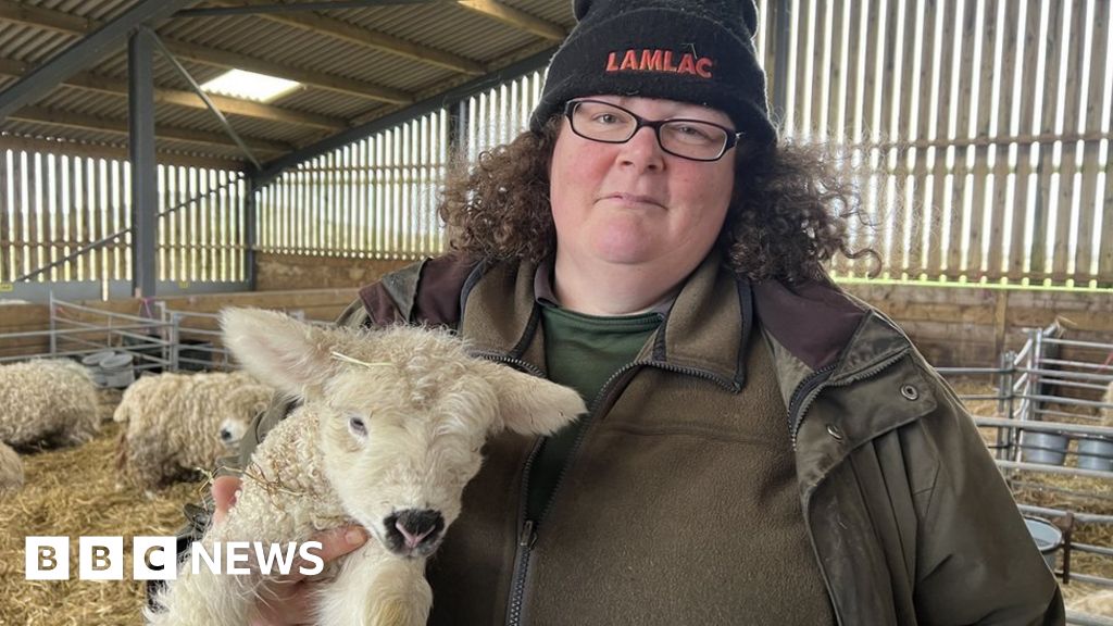 Lamb virus causing deformities in 'worst year', Somerset farmer says ...