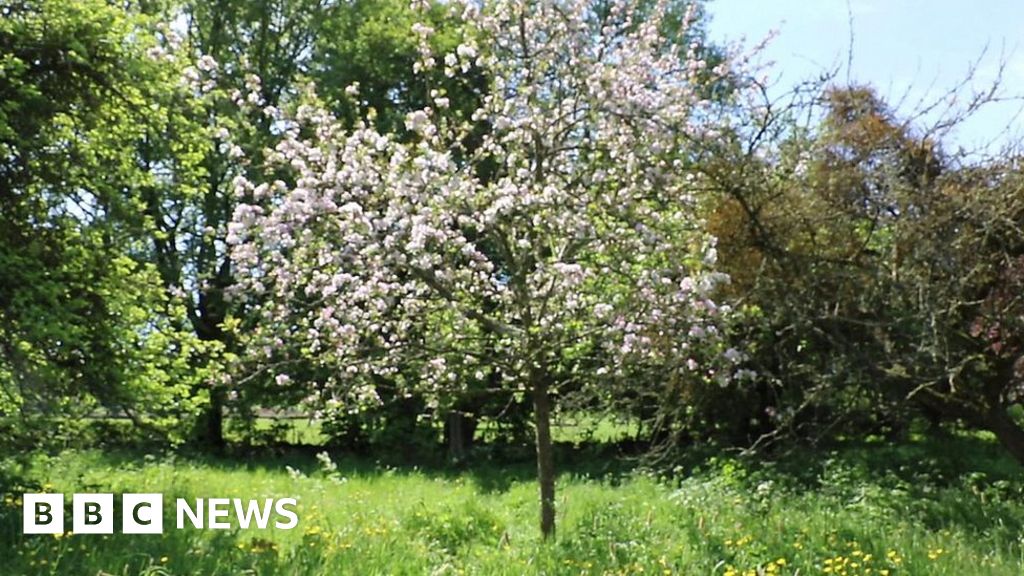National Trust plants rare cider apple trees - BBC News