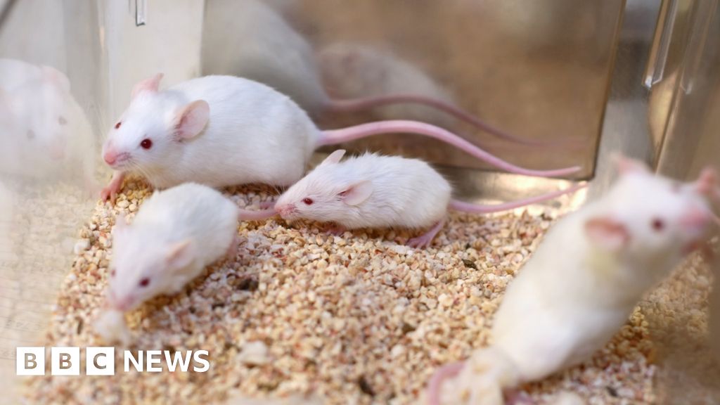 Five arrests after animal rights protest at Ledbury lab - BBC News