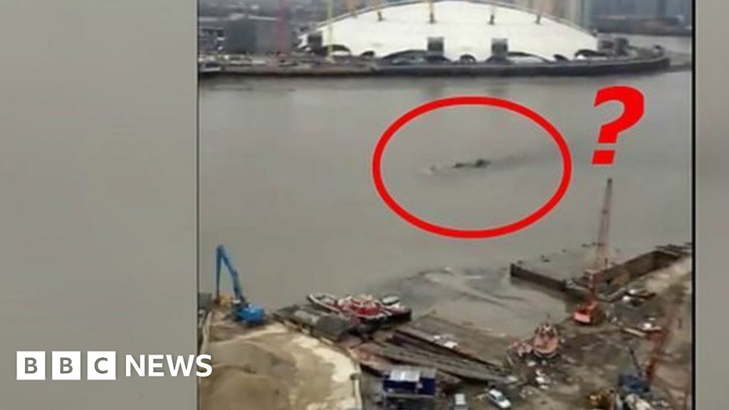 Could this be the Beast of the Thames? - BBC News