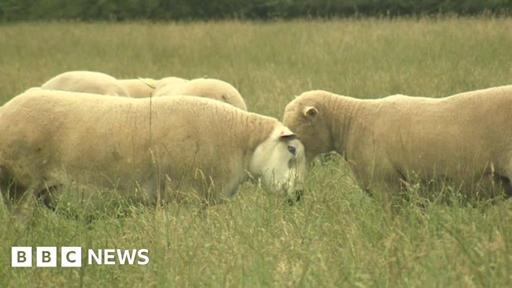 Two men arrested over spate of illegal sheep slaughters