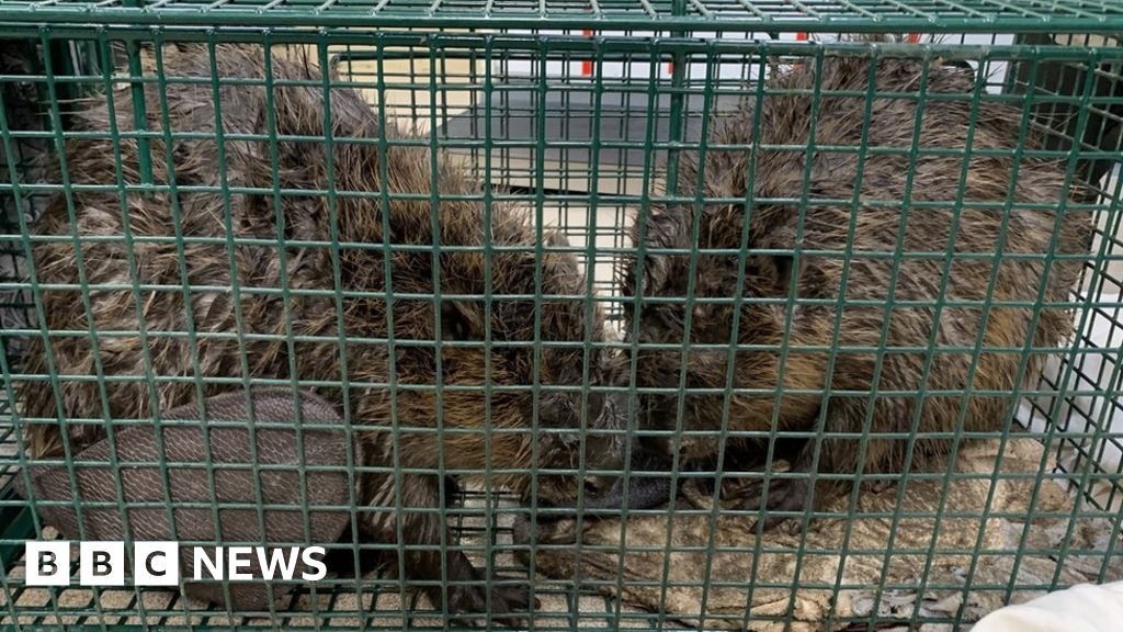 Beavers saved from drowning in Frome storm drain - BBC News