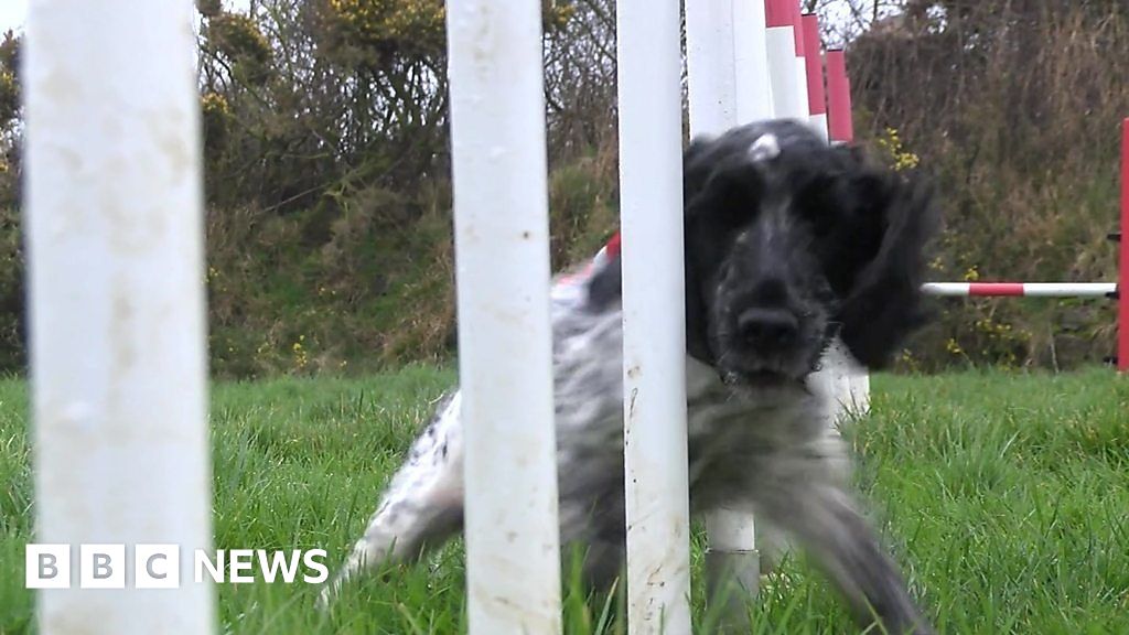 One boy and his dog take on Europe - BBC News