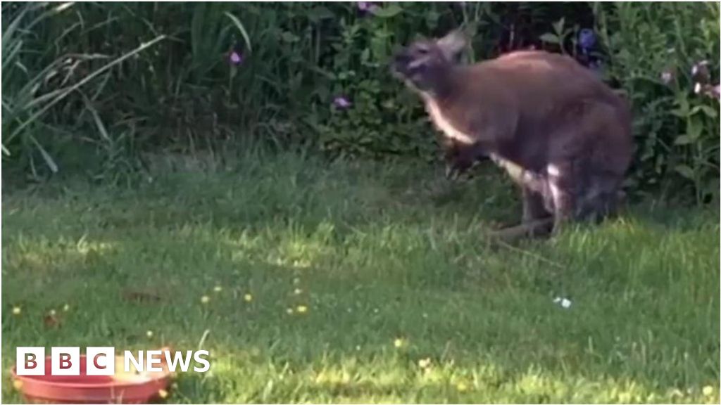 Wallaby 'spotted near Cornish pub' - BBC News