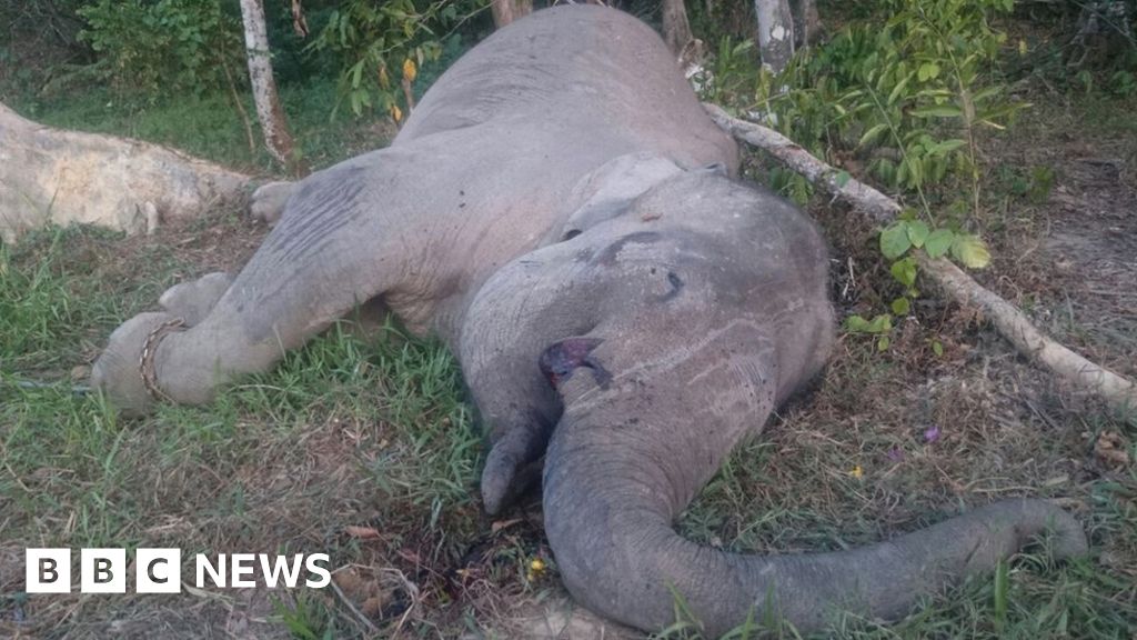 Outrage over death of tame Sumatran elephant - BBC News