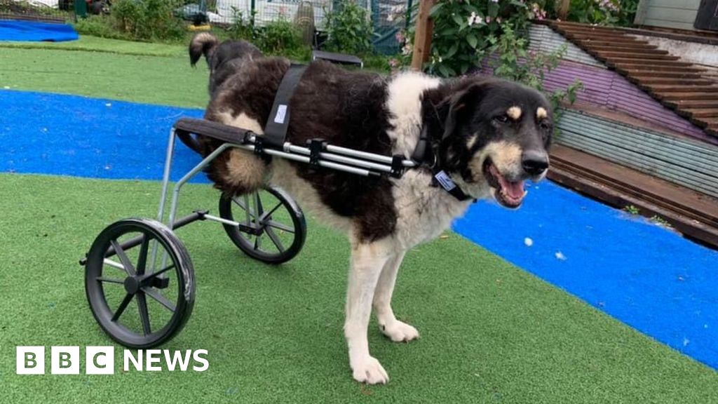 Double amputee dog Sherry to run marathon on wheels - BBC News