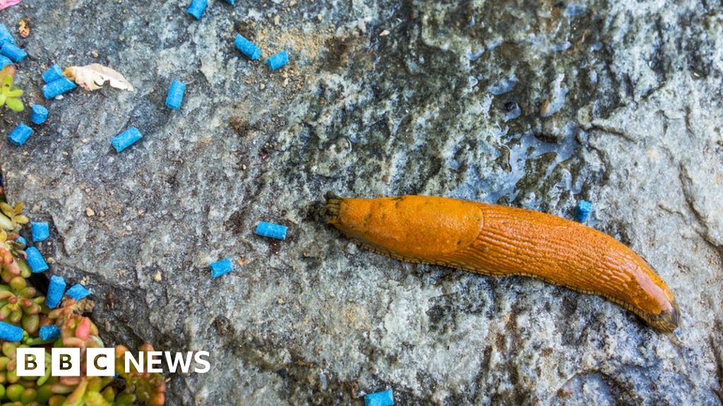 Farmers in Yorkshire warned over slug pellet use - BBC News