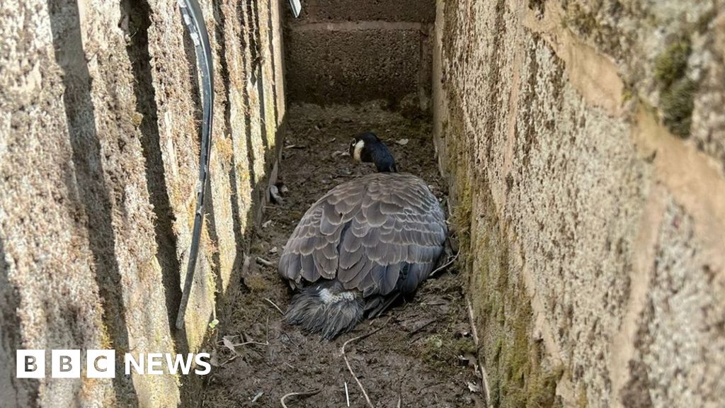 Goose rescued after falling through Leicestershire cattle grid - BBC News