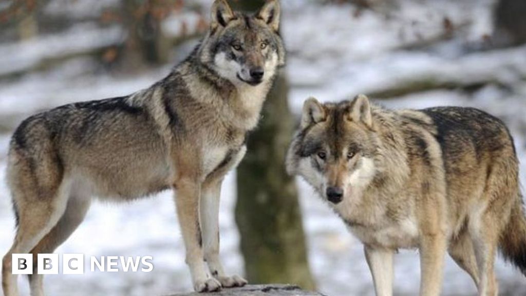 New wolves for Dundee's Camperdown Wildlife Centre - BBC News