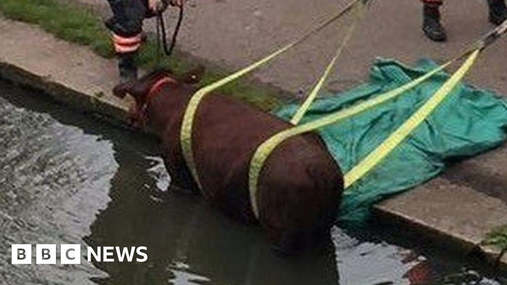 Cambridge cow rescued from River Cam at common
