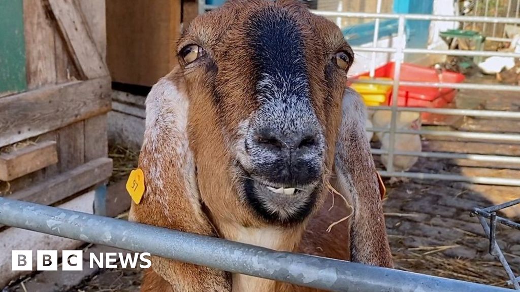 Meeting the animals and people of Hackney City Farm - BBC News