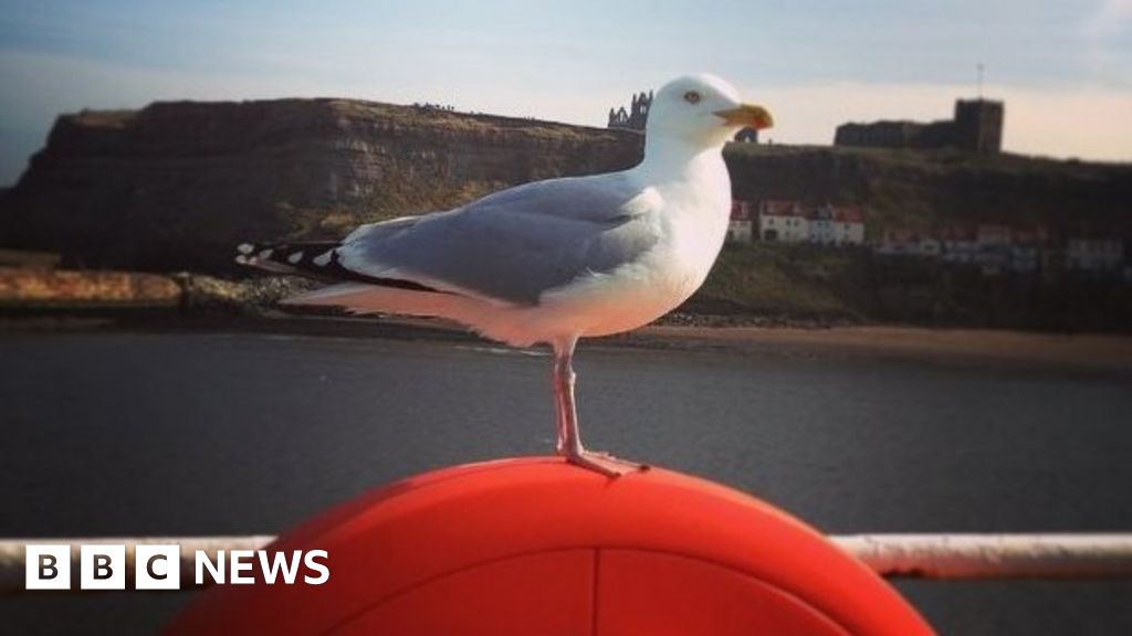 Seagulls, scourge of the seaside? - BBC News