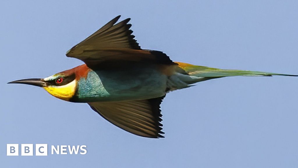 Bee-eater chicks in Norfolk quarry 'indicate climate change'