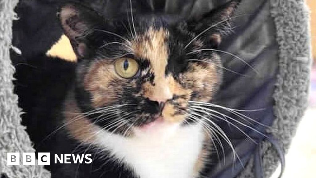 'Miracle' Luton cat run over by bus looking for new home
