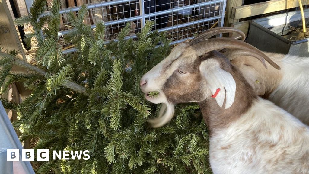 Potsford Farm wants real Christmas trees for its goats to eat - BBC News