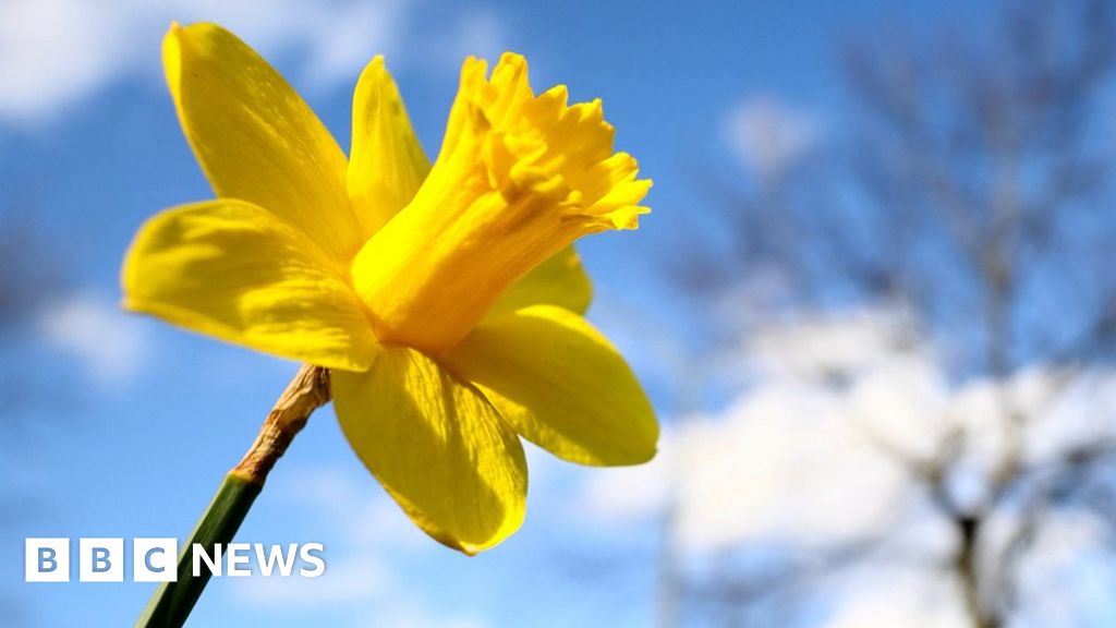 Liverpool dock's daffodil handout marks road to Eurovision - BBC News